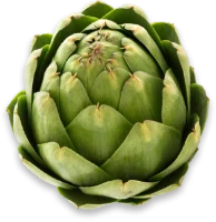 Hình ảnh hoa Atisô PNG - Tải về hình PNG hoa Atisô miễn phí