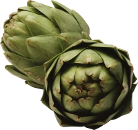 Hình ảnh hoa Atisô PNG - Tải về hình PNG hoa Atisô miễn phí