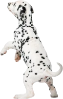 Hình ảnh con chó đốm PNG - Tải về hình PNG con chó đốm miễn phí