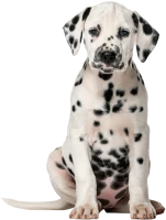 Hình ảnh con chó đốm PNG - Tải về hình PNG con chó đốm miễn phí